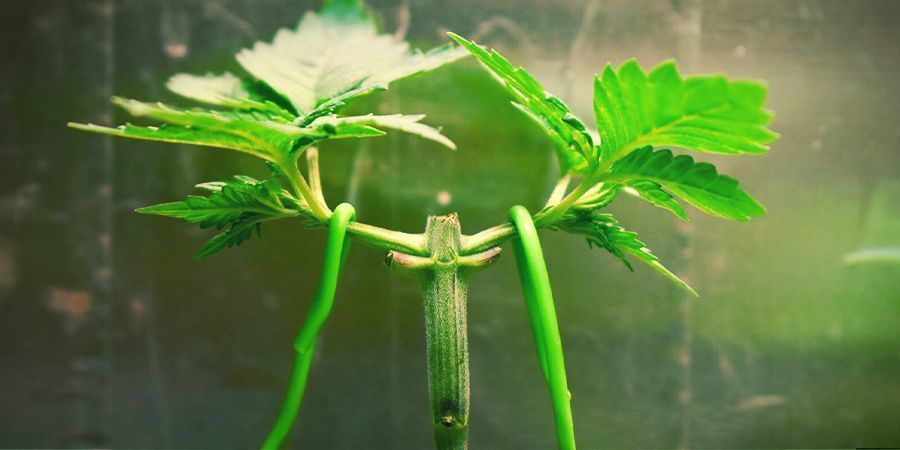How And When To Low Stress Train Cannabis Plants